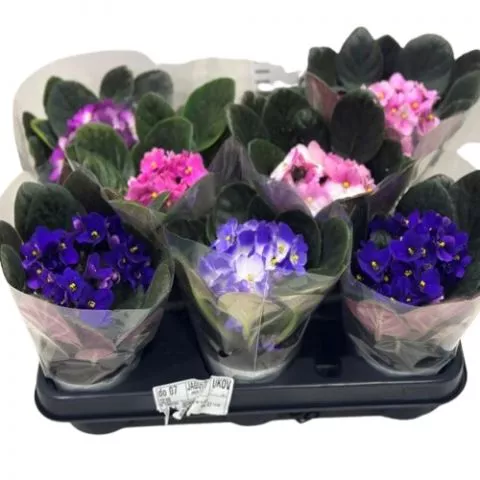 Afrička ljubičica - SAINTPAULIA