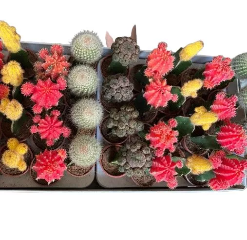 CACTUS MIX 6-11 CM