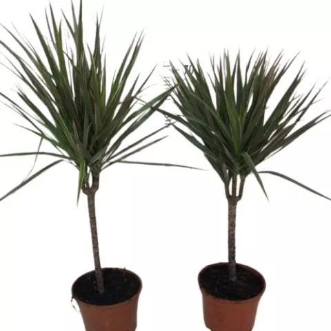 DRACAENA BICOLOR 1 STAP