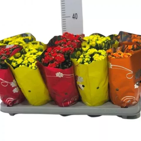 KALANCHOE CALADIVA