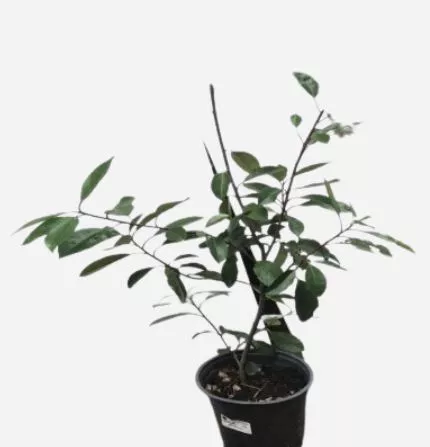 PHOTINIA GLABRA