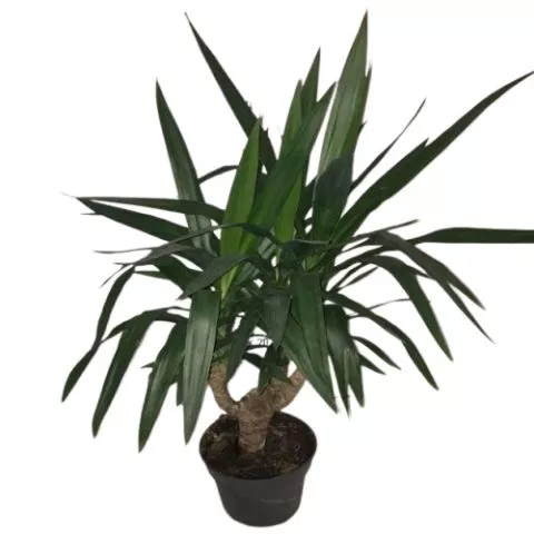 YUCCA