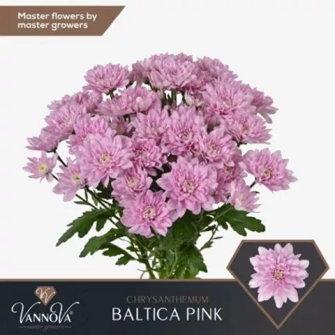 CHR BALTICA PINK - HRIZANTEMA T