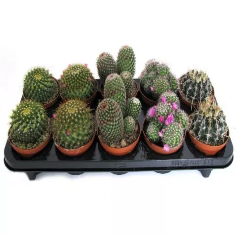 CACTUS MIX L 5-10 cm