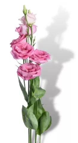 LIZIJANTUS ROZE