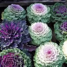 BRASSICA