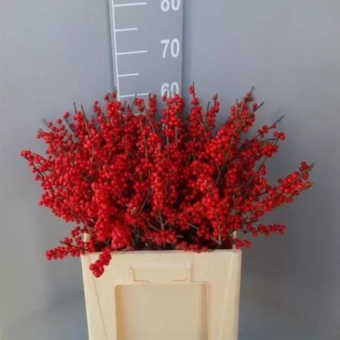 ILEX RED BERRY 60 CM