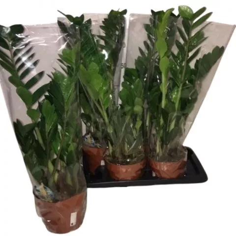 ZAMIOCULCAS 17