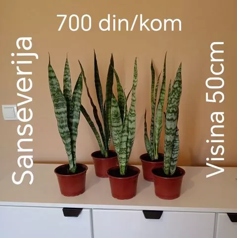 Sanseverija visine 40cm, 50cm, 60cm