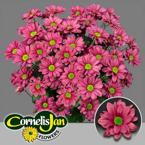 HRIZANTEMA T MEMPHIS CHERRY
