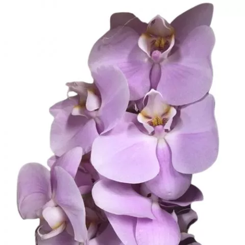 ORHIDEJA PHALAENOPSIS VICTORIAN PRINCESS