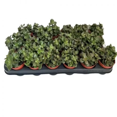 CRASSULA MINOR
