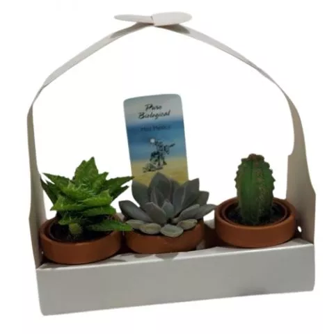 SUCCULENT MIX