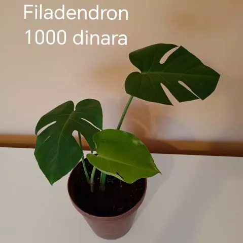 FILADENDRON