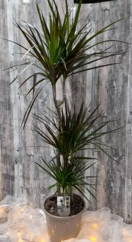 Dracena