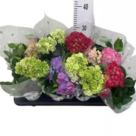 HYDRANGEA 60
