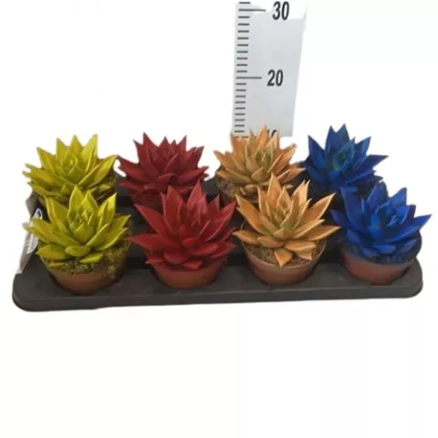 ECHEVERIA 400 DIN ZAHVALNA ,DUGOTRAJNA KUĆNA BILJKA POREKLOM IZ MEKSIKA.POZNATA JE I PO NAZIVU KVOČ