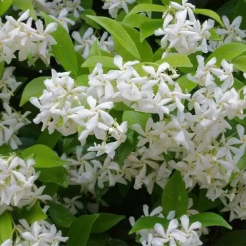 Zvezdasti jasmin