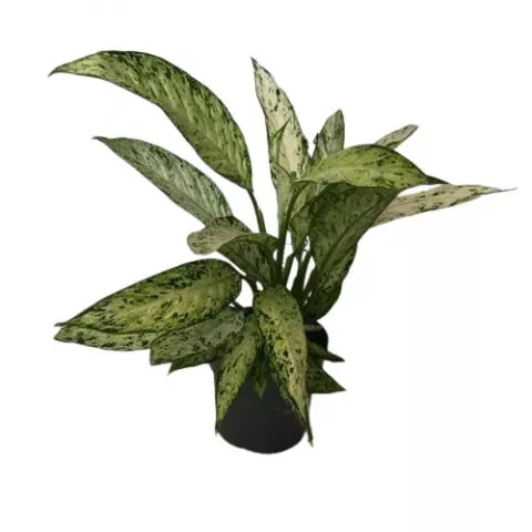 DIEFFENBACHIA MIX