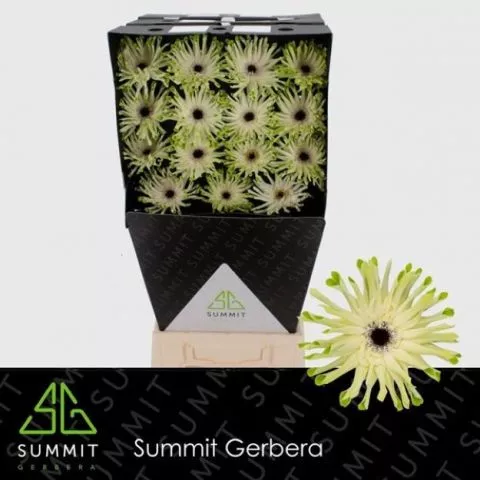 GERBER LADIES GR PASTINI ARONA
