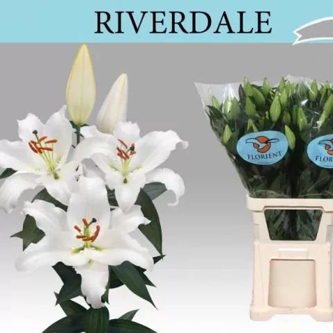 RIVERDALE LJILJAN ORIENTAL