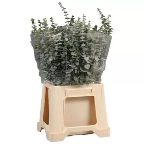 EUCALYPTUS