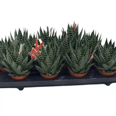 ALOE TIKI TAHI