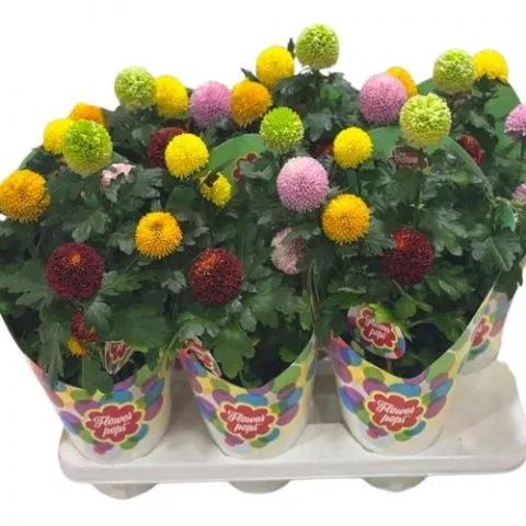 CHRYSANTHEMUM “FLOWERPOPS”