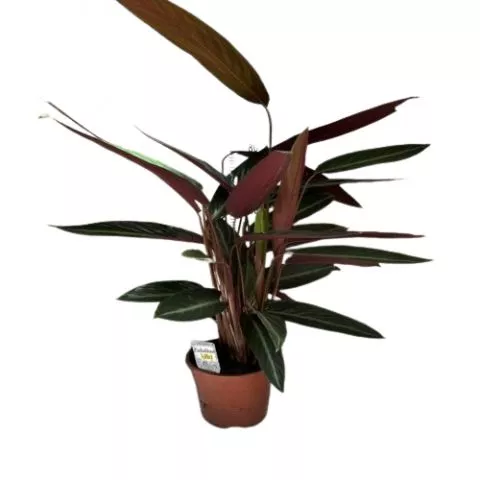 KALATEA - CALATHEA TRIOSTAR