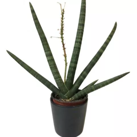 SANSEVERIA GEMENGD