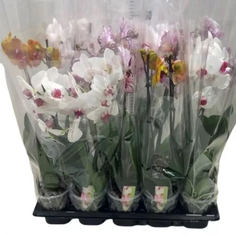 PHALAENOPSIS MIX