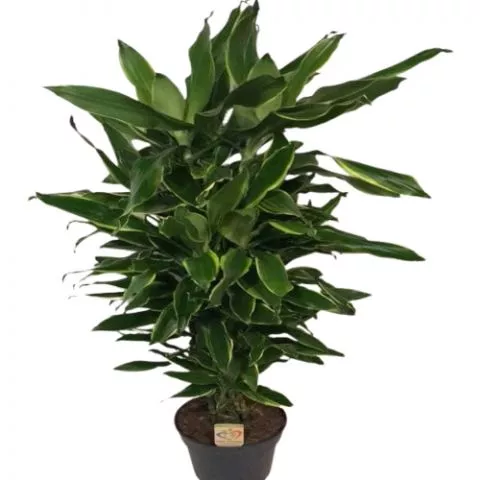 DRACAENA FRAGRANS