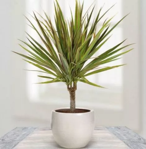 Dracena