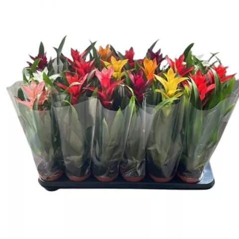 GUZMANIA GEMAND