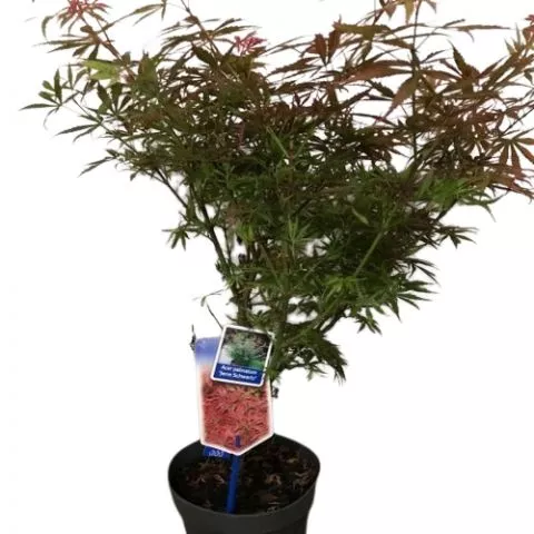 JAPANSKI JAVOR ACER PALMATUM JERRE