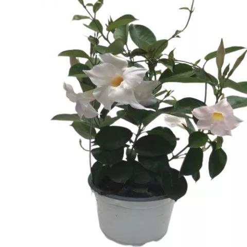 DIPLADENIA - BRAZILSKI JASMIN