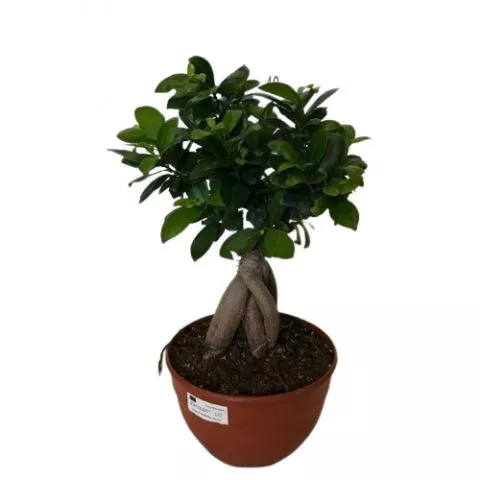 FIKUS GINSENG
