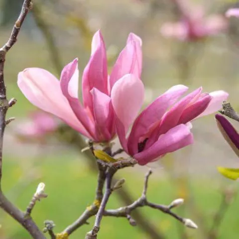MAGNOLIJA RIKI
