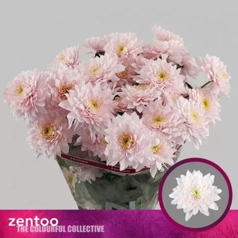 HRIZANTEMA T PASTELA ROSE