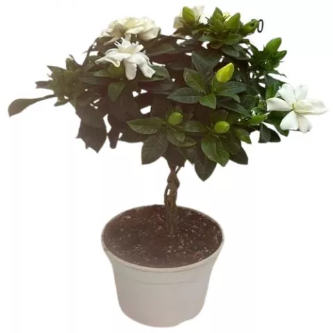 GARDENIA 19*19