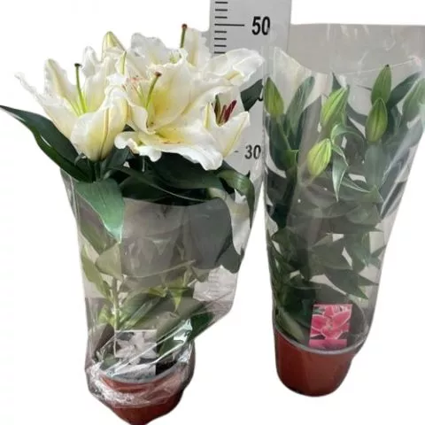 LILIUM ORIENTAL 50CM