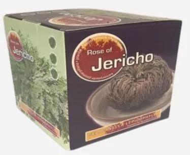 JERIHONSKA RUŽA  - JERICHO