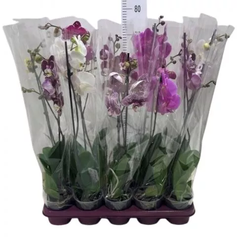 PHALAENOPSIS MIX 70CM