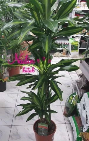 DRACENA SA 3 STABLA 1,5M