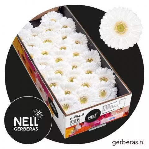 BELI GERBER MINI