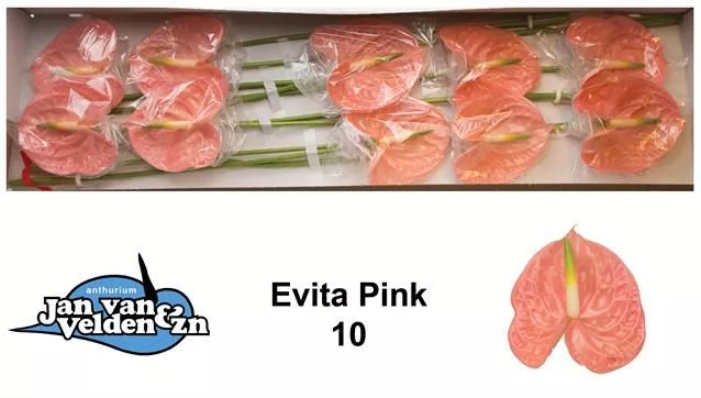 ANTURIJUM ROZE