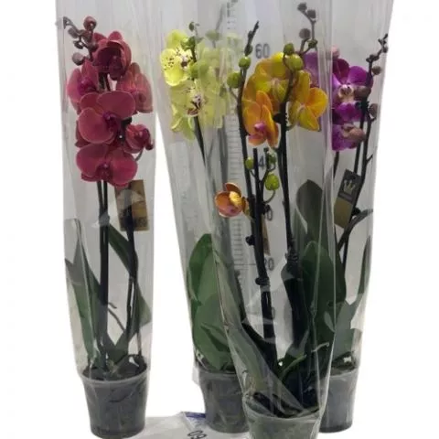 PHALAENOPSIS MIX 120