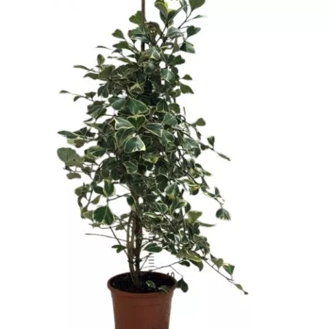 FICUS TRIANGULARIS “SWEETHEART”