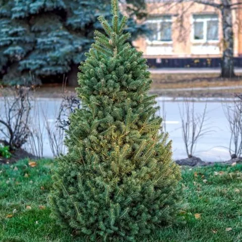 Norveška smrča - ukrasno drveće