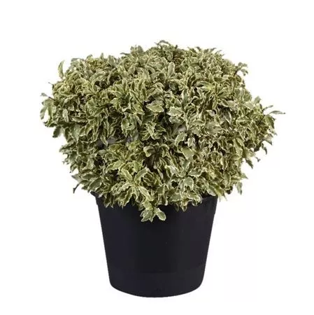 ZELENILO PITOSPORUM ILAN